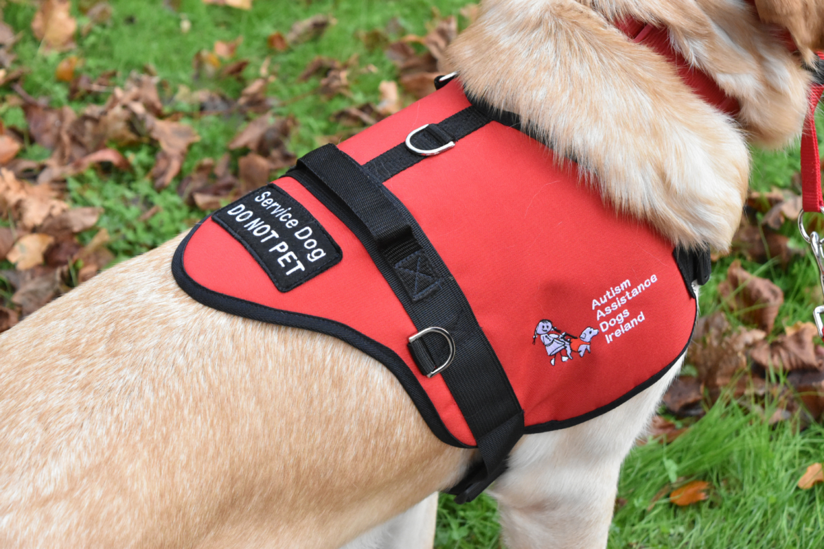 Assistance Dogs – Autism Assistance Dogs Ireland