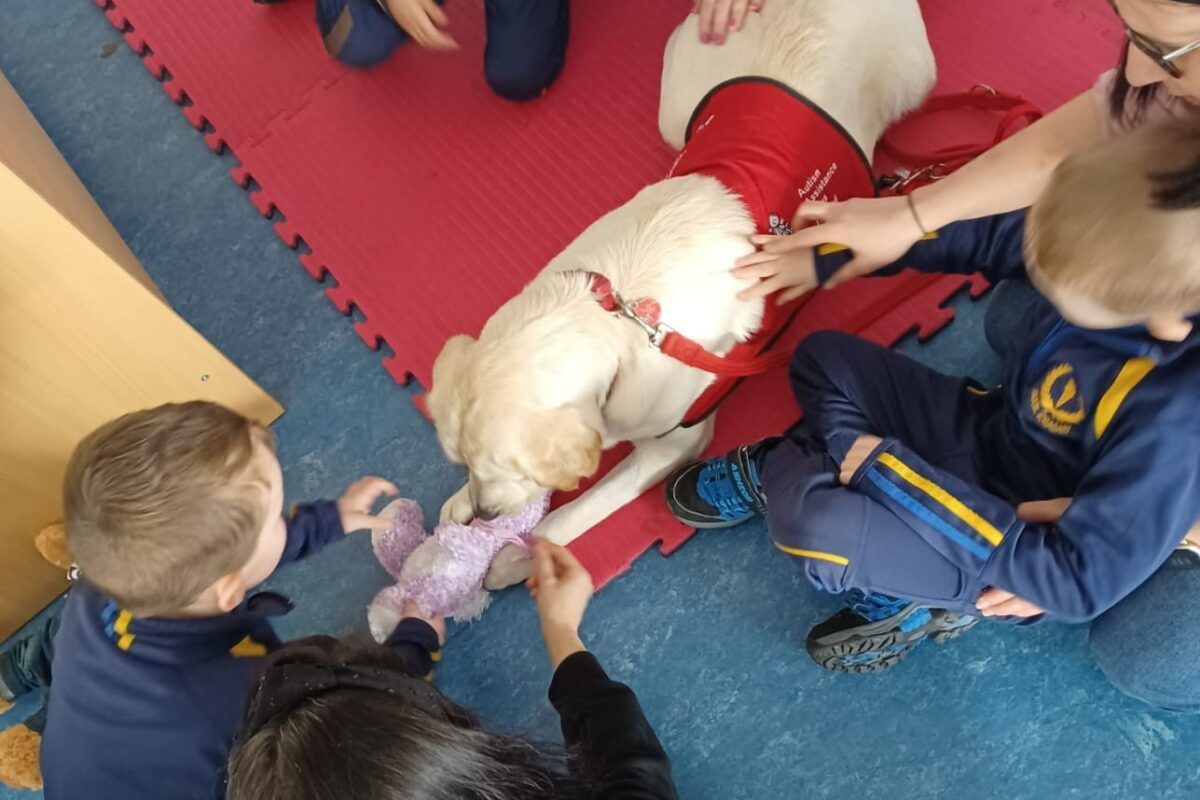 🐾 Webinar Announcement: Discover the School Support Dog Programme ...