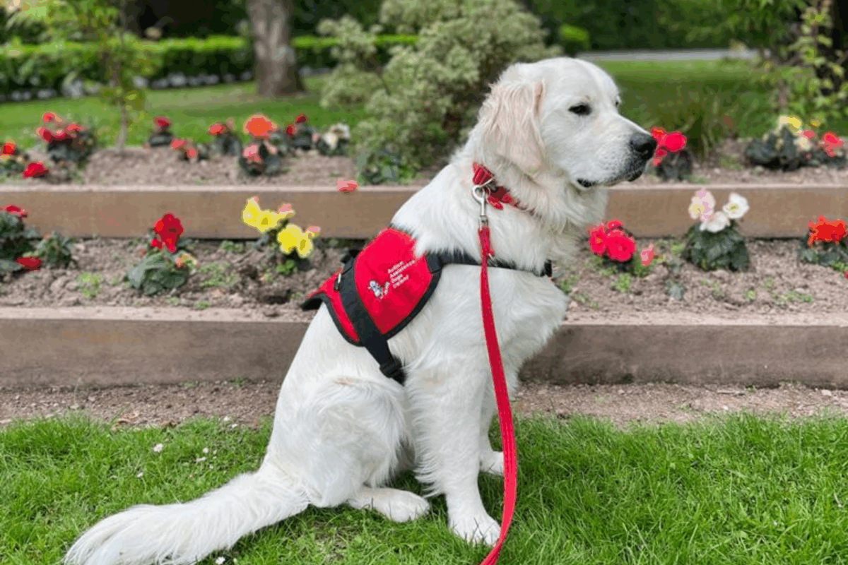 How Quest Transformed Senan’s World – Autism Assistance Dogs Ireland