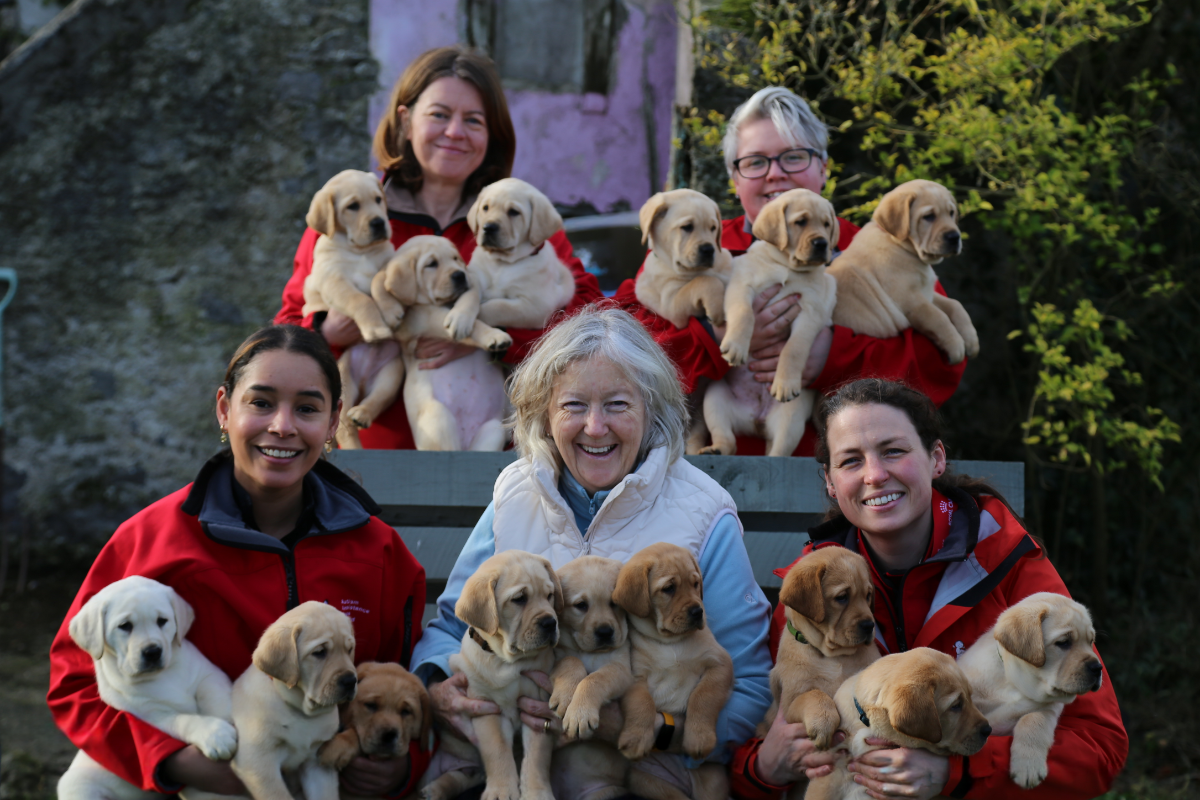 Record Litter Marks Milestone for Autism Assistance Dogs Ireland ...