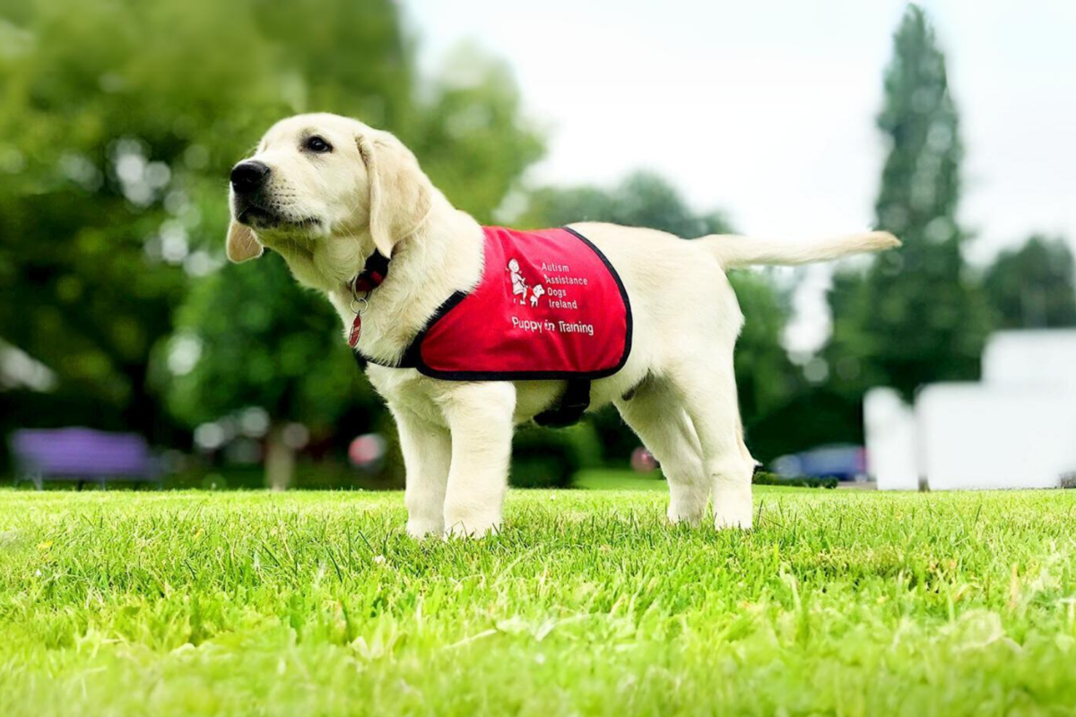 Our Training Programme – Autism Assistance Dogs Ireland