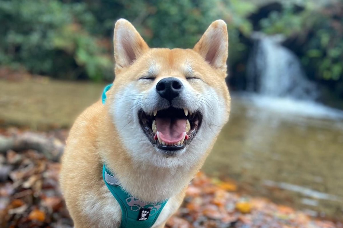 Step by Step, Andy & Link Are Changing Lives – Autism Assistance Dogs ...